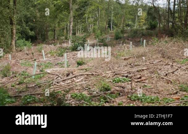 Deforestation and reforestation by chopping down old trees and planting ...
