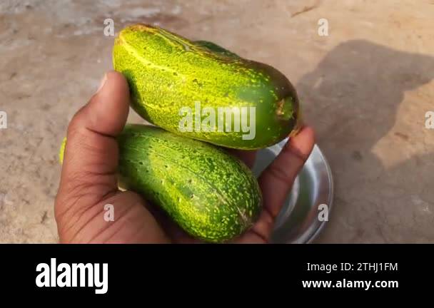 Vining Cucumber Varieties I am always amazed at the different varieties ...