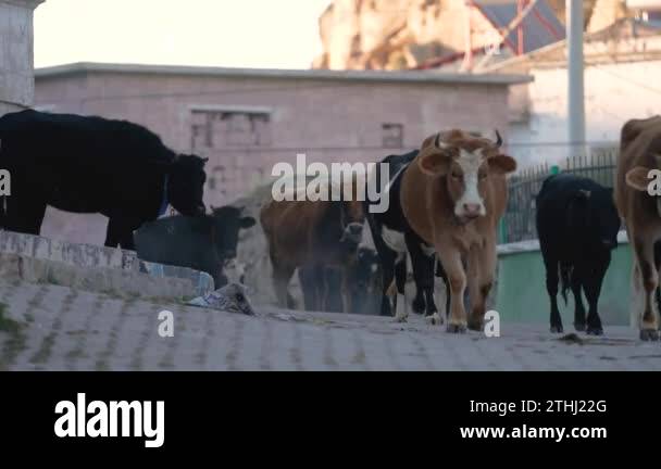 Affectionate cows Stock Videos & Footage - HD and 4K Video Clips - Alamy