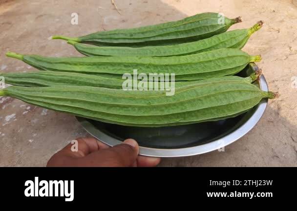 Luffa acutangula. Its other names angled luffa,Chinese okra,dish cloth ...
