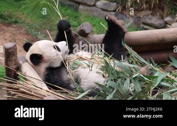 Playful Male Panda, Le Bao, Everland, South Korea,laying , lifting one ...