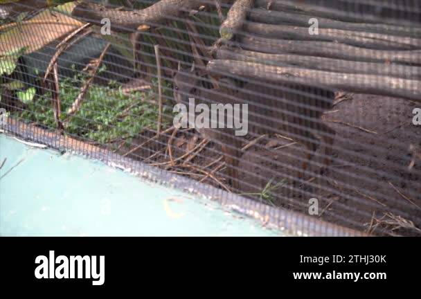 Duiker Antelope in South African Zoo Enclosure, Continuous slow shot ...
