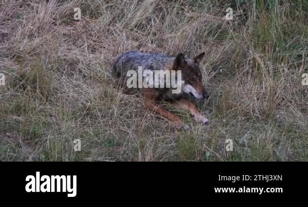 Italian wolf, Canis Lupus Italicus, unique subspecies of the indigenous ...