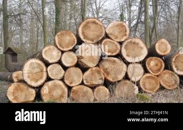 A stack of logs. A part of the trunk of a tree that has been cut off ...