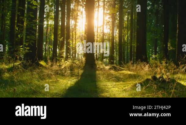 Following a path in a beautiful green summer forest, with glorious rays of sunlight falling ...