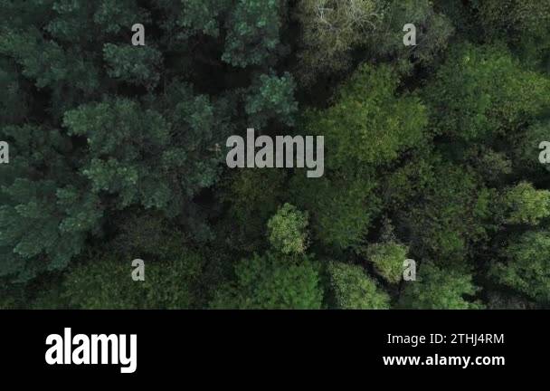 Texture forest top view Stock Videos & Footage - HD and 4K Video Clips ...