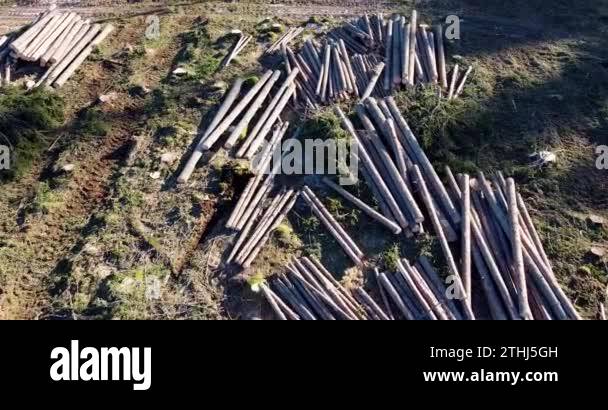 Cut down trees deforestation area Stock Videos & Footage - HD and 4K ...