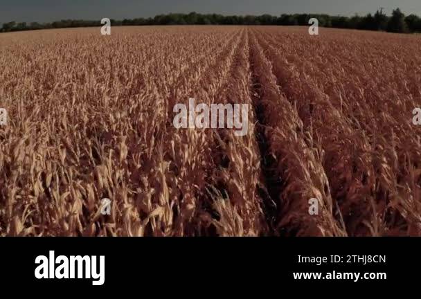 Burnt corn Stock Videos & Footage - HD and 4K Video Clips - Alamy