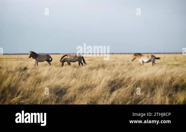 Reserve prairies Stock Videos & Footage - HD and 4K Video Clips - Alamy