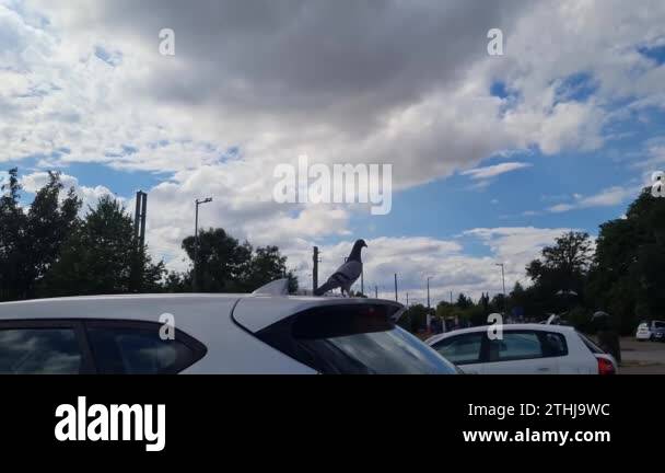 Cute Pigeons at Car Park Stock Video Footage - Alamy