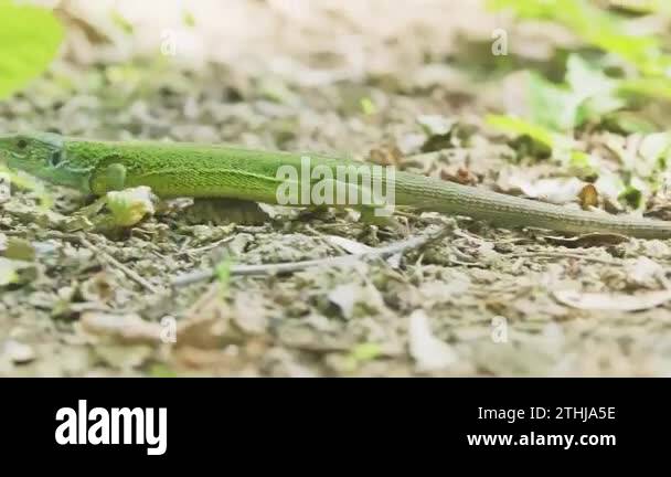 Male of European green lizard Lacerta viridis in the garden under ...