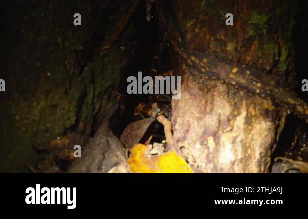Night footage of large spider hideout. Gap between wood, scene lit by ...