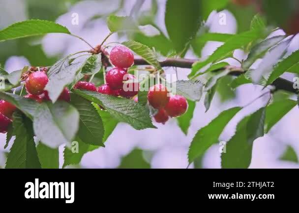 Close-up of many red and ripe wild cherry fruits with leaves on a tree ...
