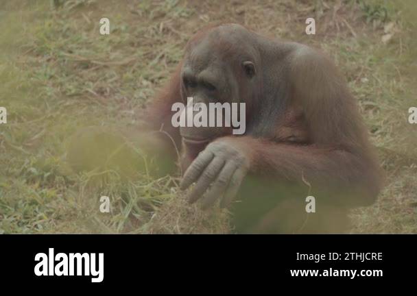 Pongo primate Stock Videos & Footage - HD and 4K Video Clips - Alamy