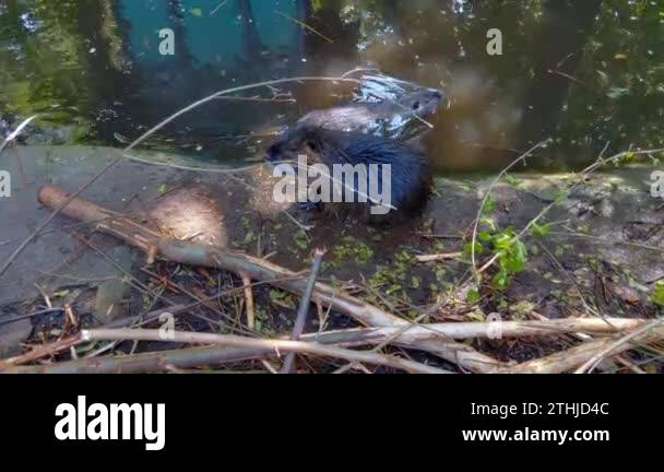Close-up on an otter by the water. Nutria is washed. Nutria marsh ...