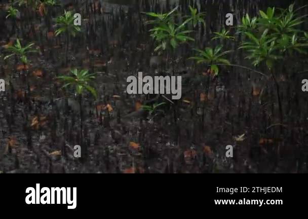 Heavy rain inside the jungle full of mangrove trees. Small village next ...