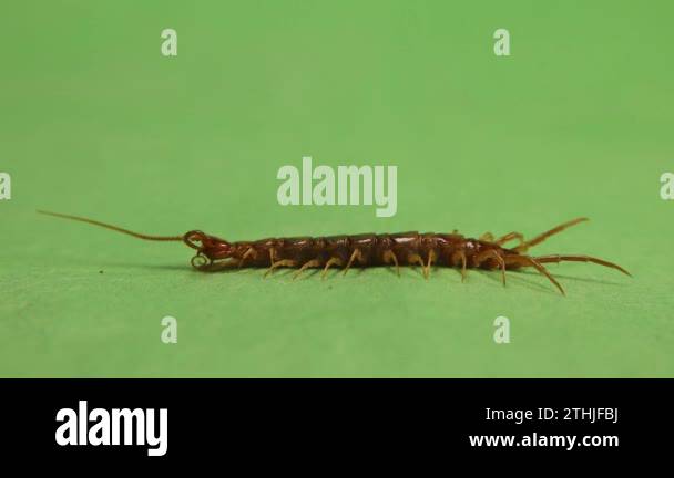 Centipede cleans itself. Centipede carefully cleaning its antennae on ...