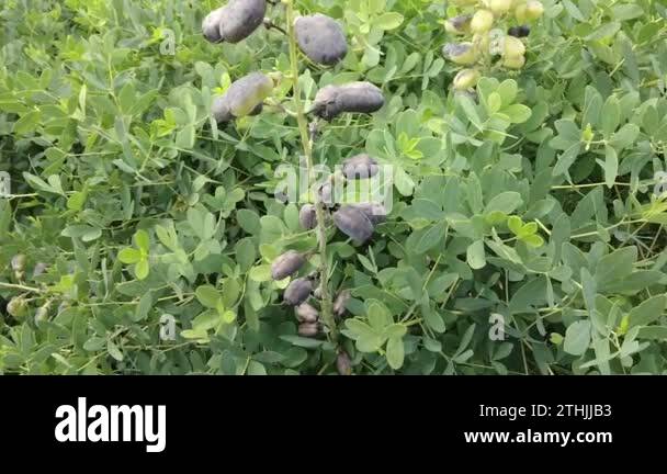 Seed pods of Blue Wild Indigo (Baptisia australis) in a rain garden ...