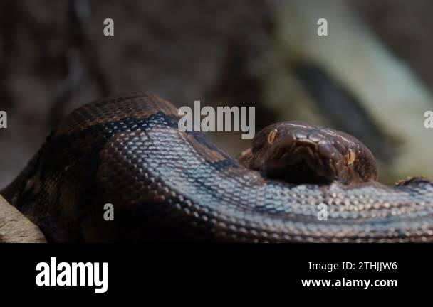 Big reticulated python crawling along the branches of a tree Stock ...