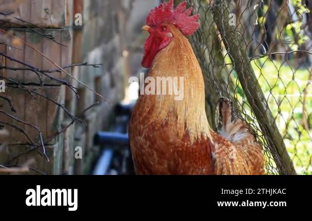 Red rooster Stock Videos & Footage - HD and 4K Video Clips - Alamy