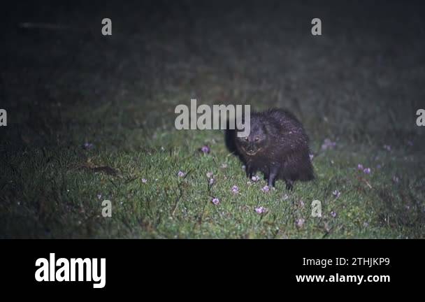 Extremely rare wildlife, a Melanistic Genet Cat (Genetta Genetta) seen ...