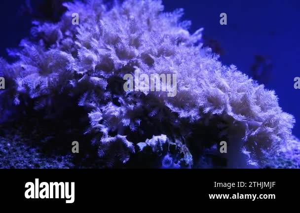 pulsing xenia soft coral colony move tentacles to form circular flow ...