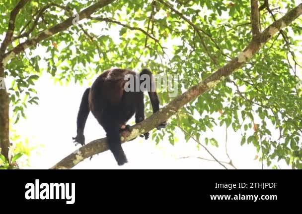 Wild howler monkey alouatta Stock Videos & Footage - HD and 4K Video ...