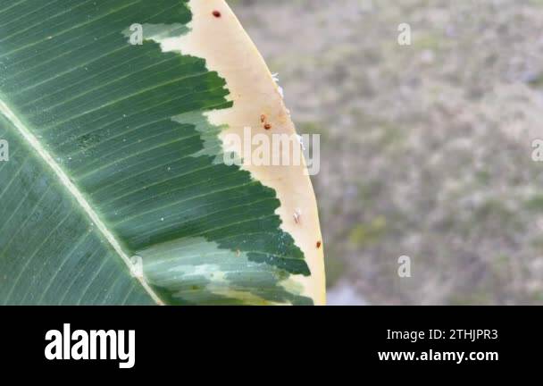 Close up Infected plant leaf. Houseplant disease. Brown Spots on Rubber ...