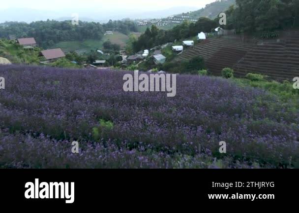 Forward aerial of flower field, houses and farms on mountain, Thailand ...