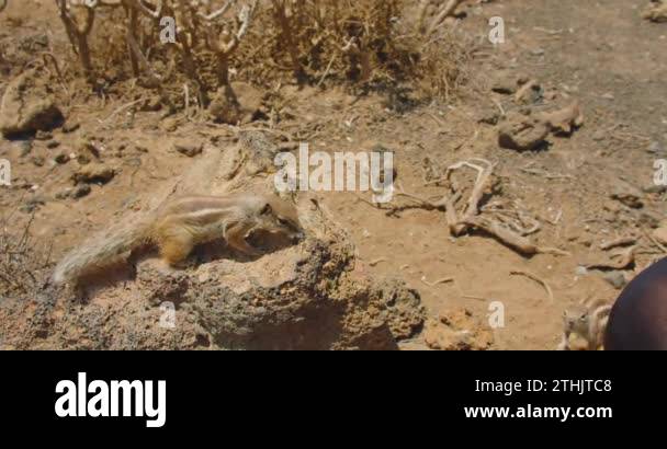Feeding ground cute squirrels in their natural habitat, National park ...