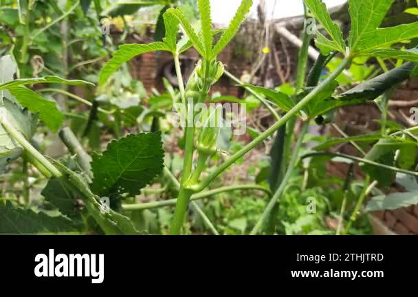 Okra or lady fingers plant in home garden. Okra,Abelmoschus esculentus ...