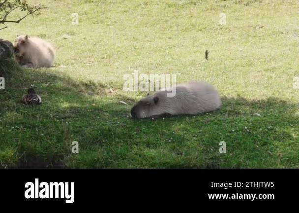 Capybara sleeping under tree in hot summer day. Cute capybara, napping ...