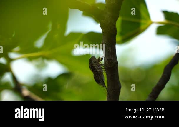 4K footage of the intense buzzing of cicadas. A cicada sits on a fig ...