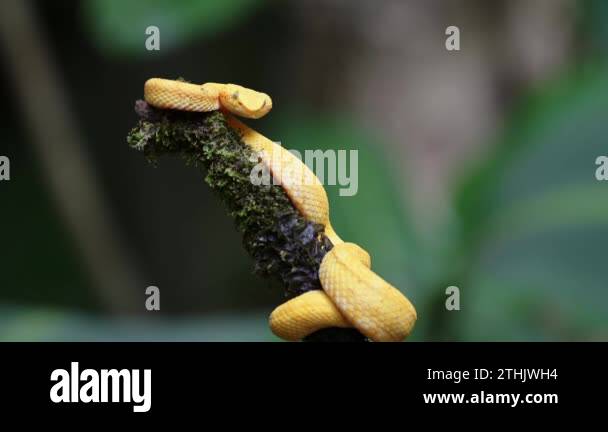 Costa Rica Snake, Wildlife of Eyelash Viper Snake (bothriechis ...