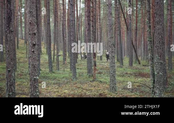 NATO soldiers digs a trench in a pine forest. Preparing for the attack ...