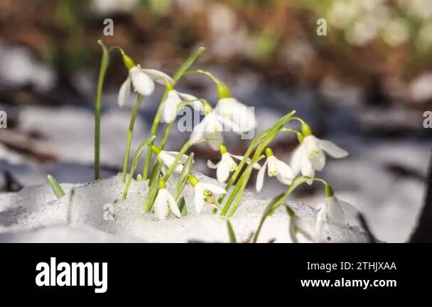 White snowdrop flower bloom and twinkle in a wind and snow melts in ...