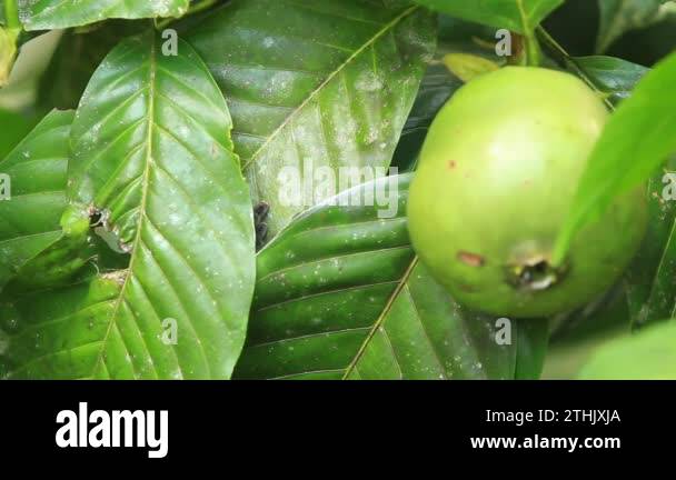 Spider thorax Stock Videos & Footage - HD and 4K Video Clips - Alamy