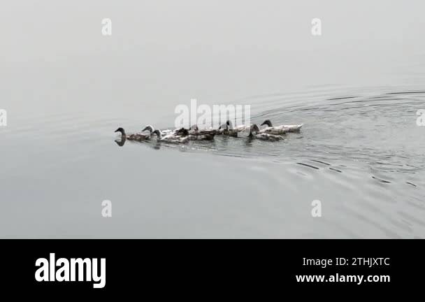 Mallard duck with brood of ducklings on lake Calm blue water of a lake ...