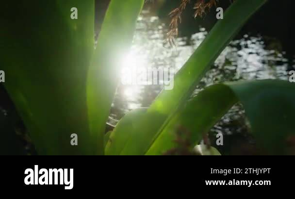 Reflection of the rising sun on the surface of the water in pond with ...