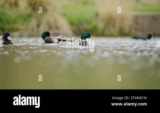 Birdlife london Stock Videos & Footage - HD and 4K Video Clips - Alamy