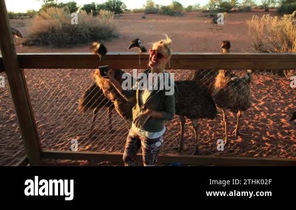 Emu emus Stock Videos & Footage - HD and 4K Video Clips - Alamy