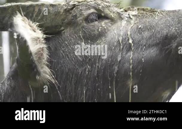 Man and His Torajan Sacrifice Water Buffalo at Village Toraja ...