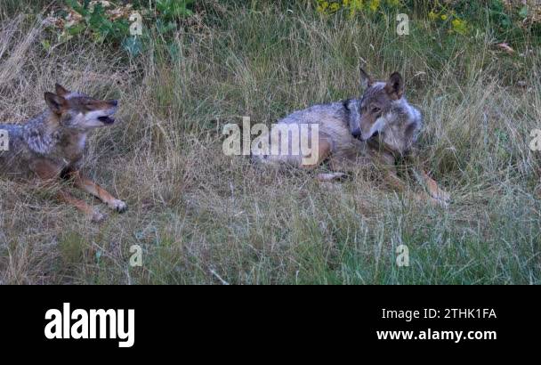 Italian wolf, Canis Lupus Italicus, unique subspecies of the indigenous ...