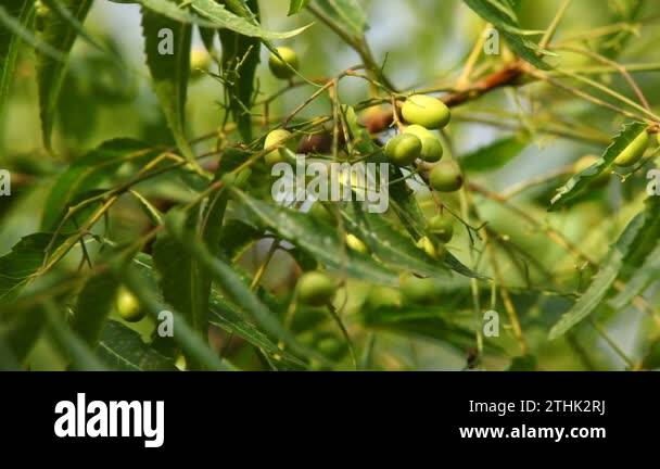 Neem Tree with seeds Stock Video Footage - Alamy