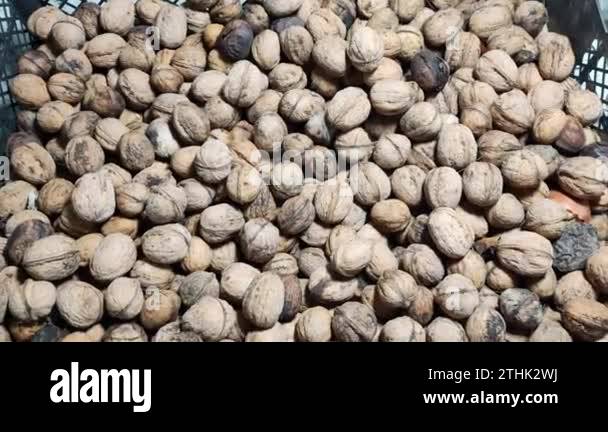 Nuts nut walnut walnuts Stock Videos & Footage - HD and 4K Video Clips ...