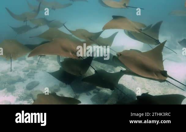 Giant manta ray galápagos Stock Videos & Footage - HD and 4K Video ...