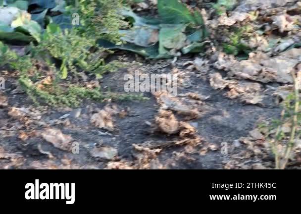 Wilting cabbage field caused by drought and extreme heat period with ...