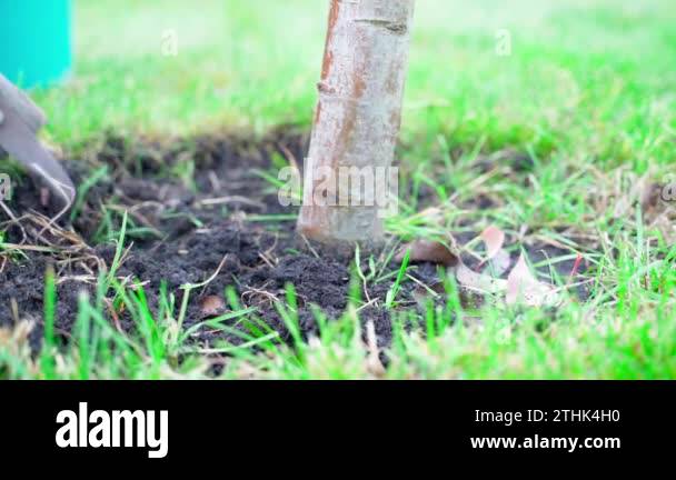 Cleaning the soil in the garden from weeds and loosening the soil with ...