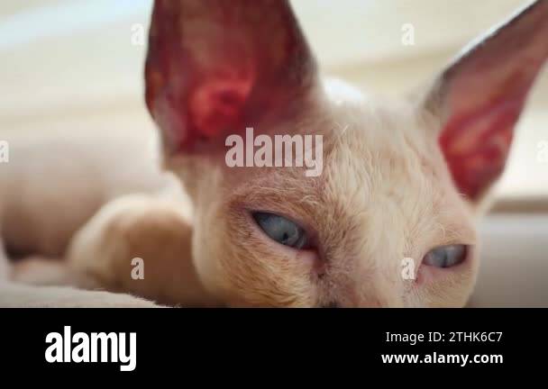 Devon rex kitten eyes Stock Videos & Footage - HD and 4K Video Clips ...