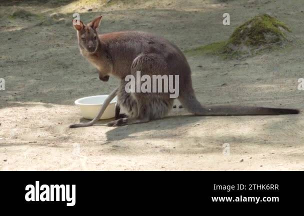 Marsupial marsupium Stock Videos & Footage - HD and 4K Video Clips - Alamy